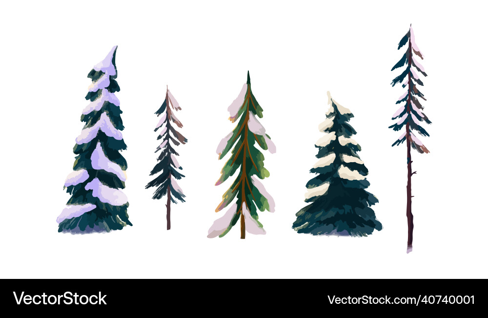 A set of snow-covered coniferous trees spruce Vector Image