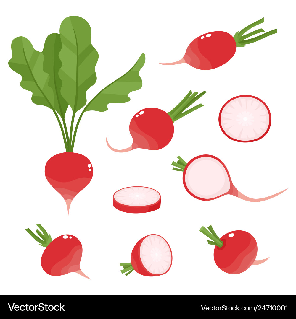 Bright collection of colorful radish Royalty Free Vector