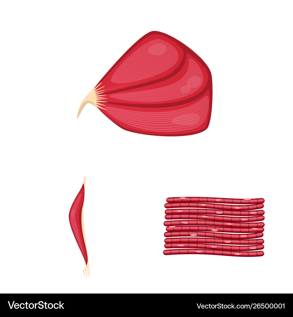 Design muscle and cells logo set Royalty Free Vector Image