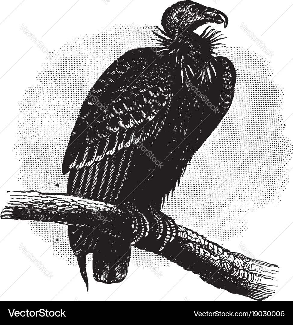 California condor vintage Royalty Free Vector Image