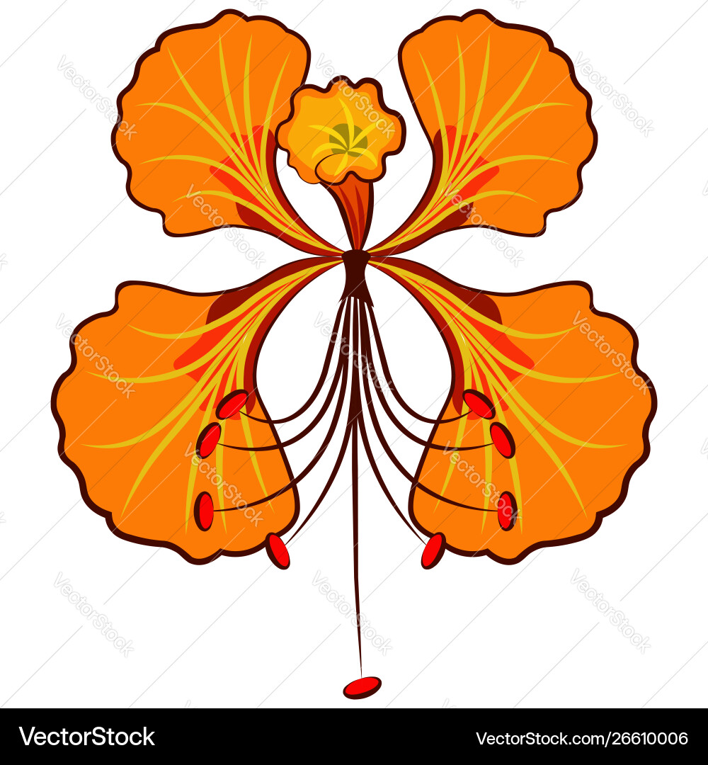 Flamboyant Flower Drawing