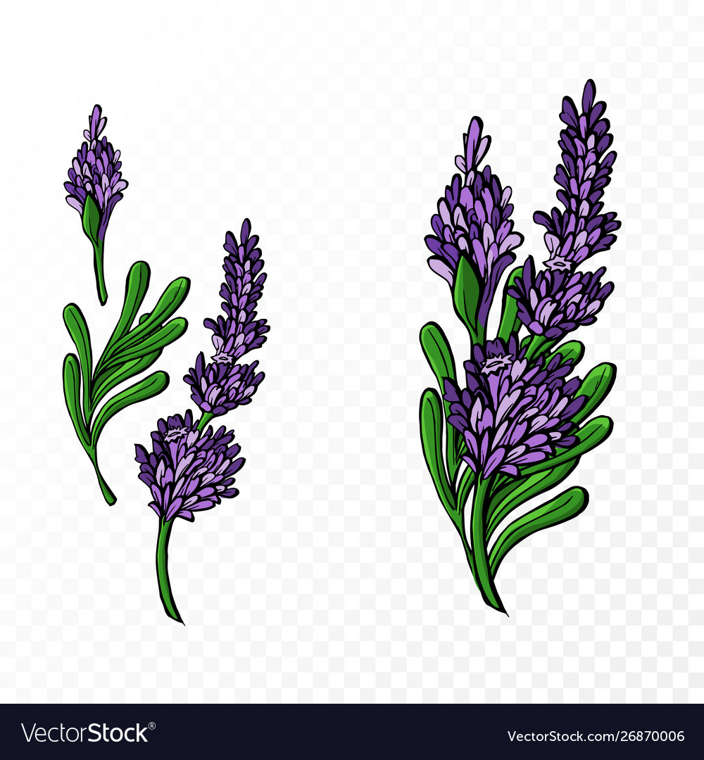 Realistic elements set lavender Royalty Free Vector Image