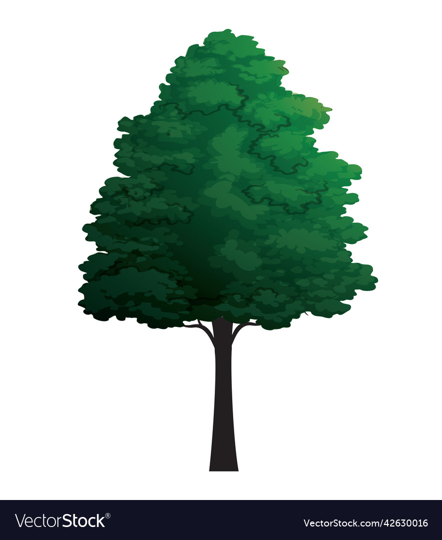 Green spring tree Royalty Free Vector Image - VectorStock