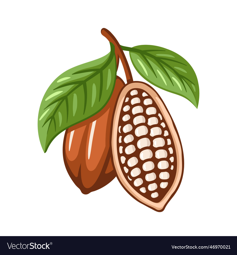 Cocoa Beans Isolated On White Background Vector Image