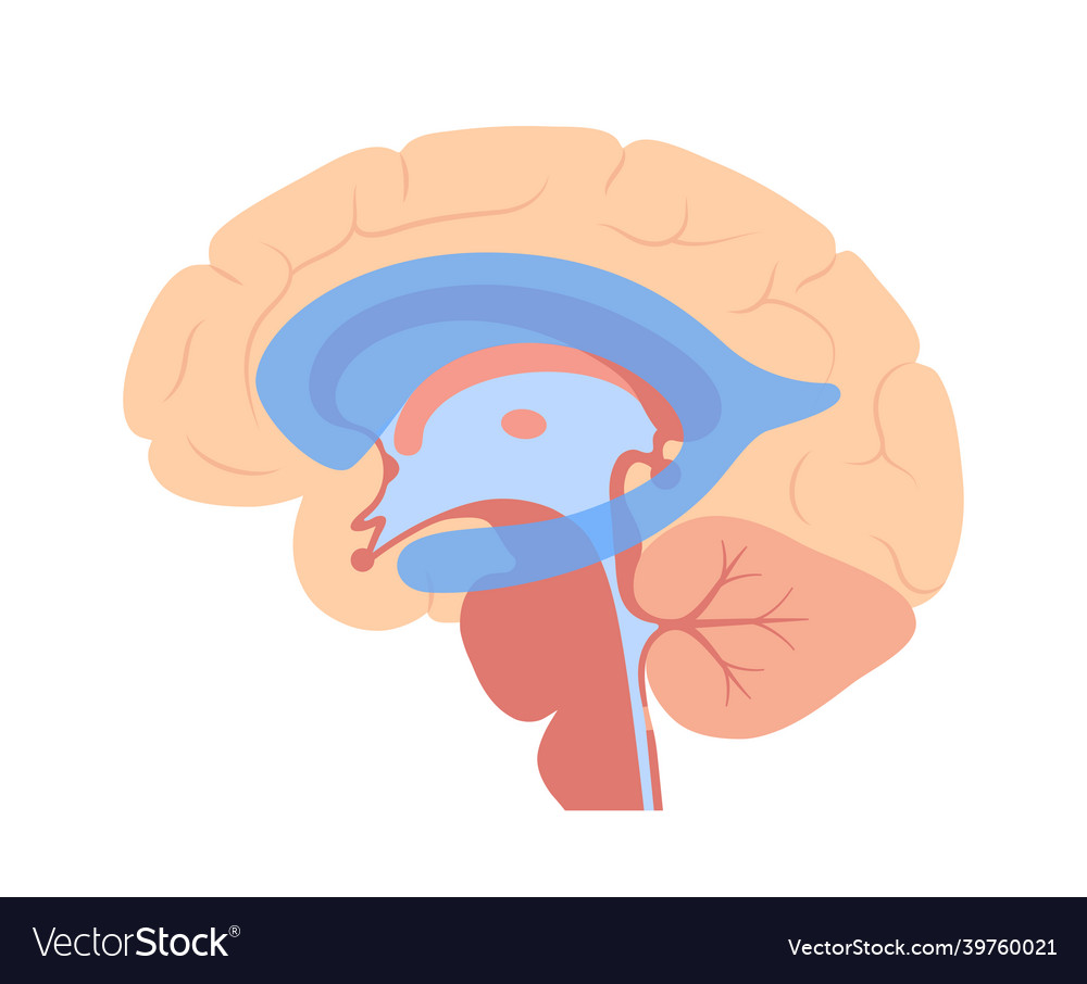 Ventricular system anatomy Royalty Free Vector Image