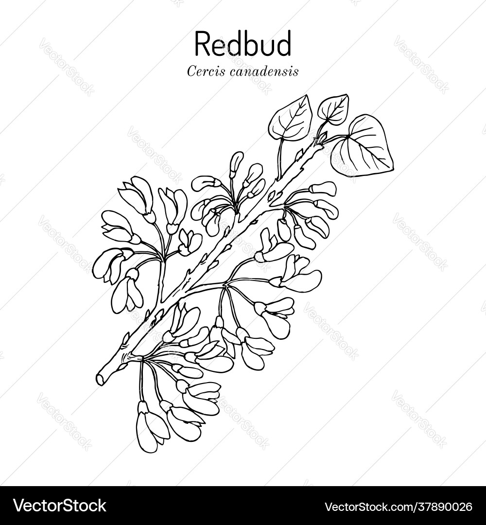Eastern redbud cercis canadensis official Vector Image