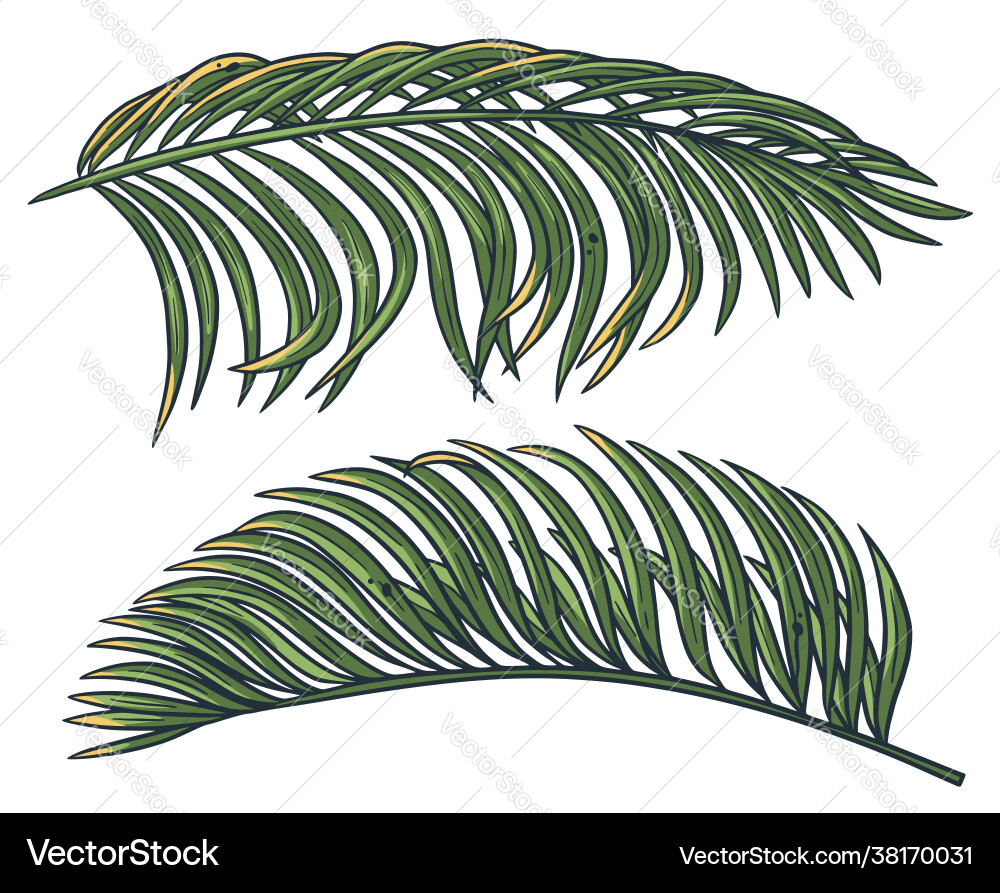 Leafs palm tropical exotic plant for design Vector Image