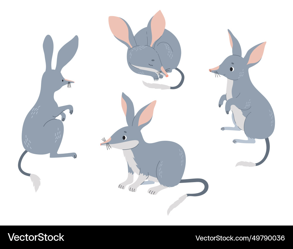 Australian bilbies collection cute wild mammal Vector Image