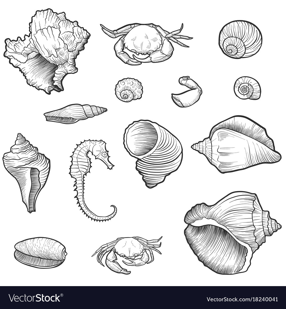 Hand drawn seashells Royalty Free Vector Image