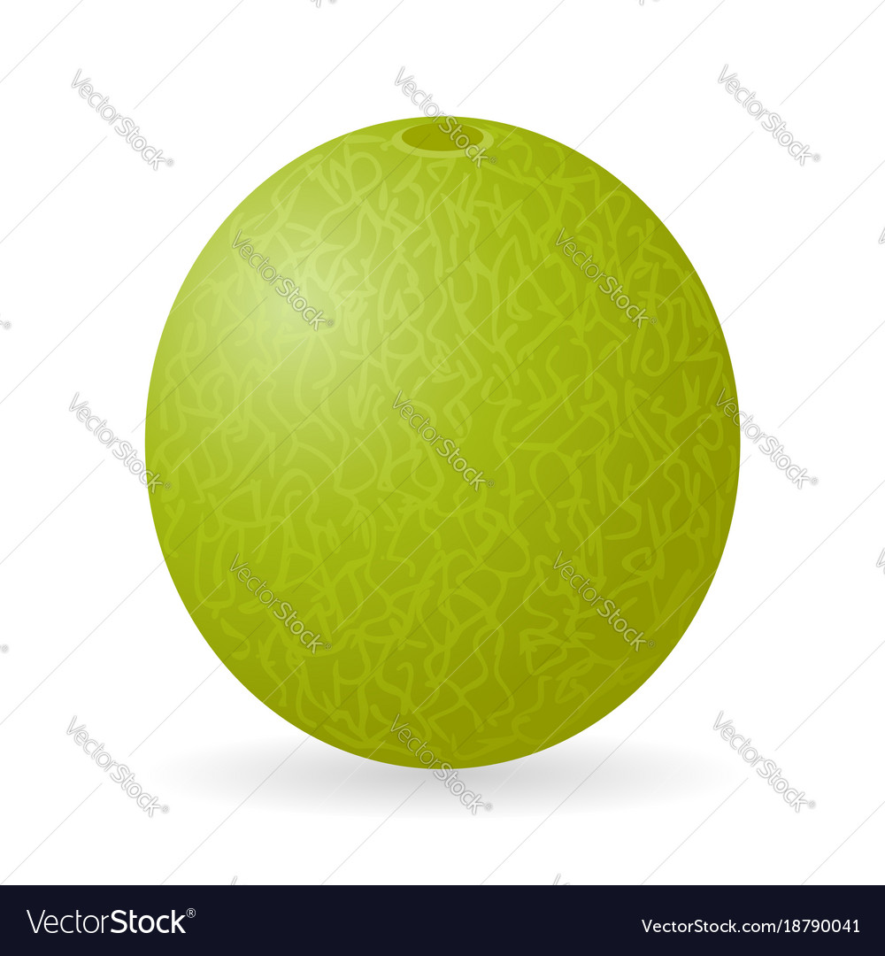 Melon isolated Royalty Free Vector Image - VectorStock