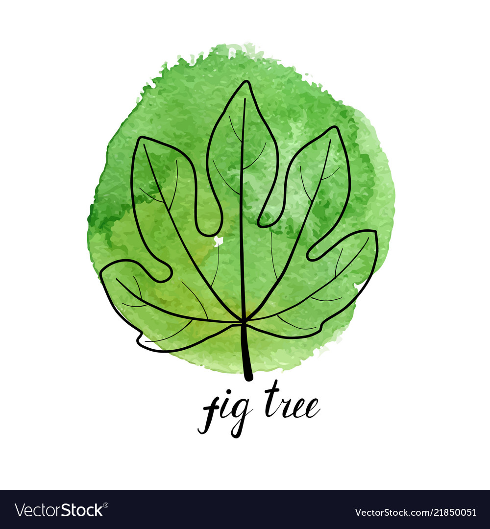 Leaf of fig tree Royalty Free Vector Image - VectorStock