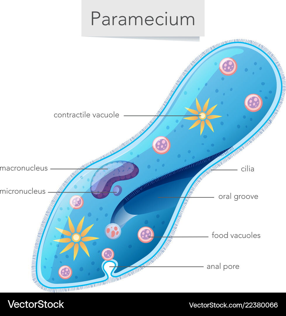 Paramecium Structure