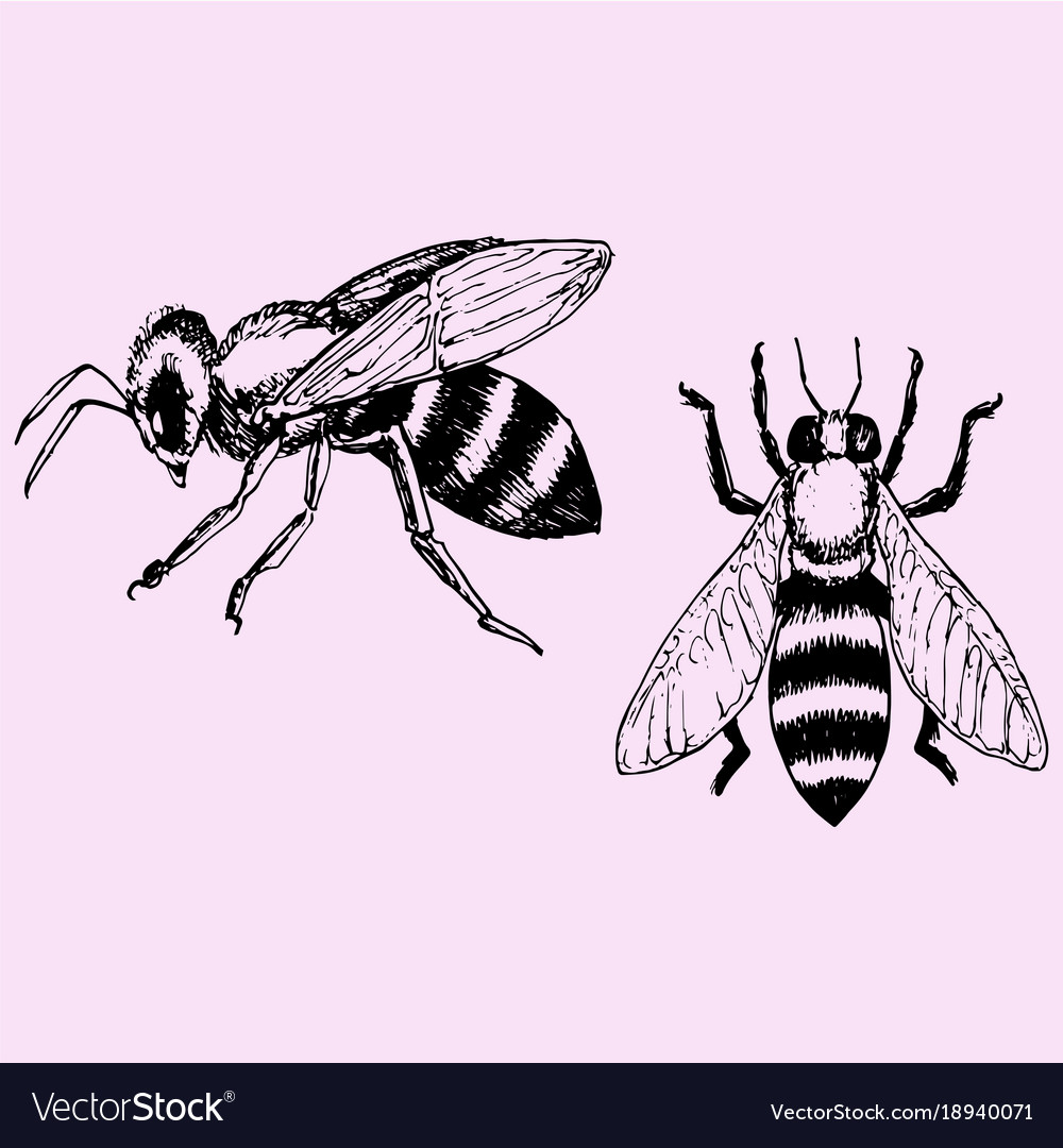 Bee Royalty Free Vector Image - VectorStock