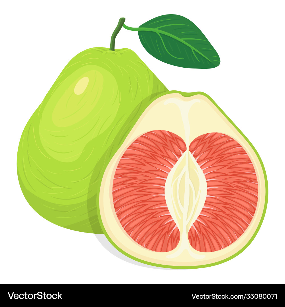 Fresh bright exotic whole and cut slice pomelo Vector Image