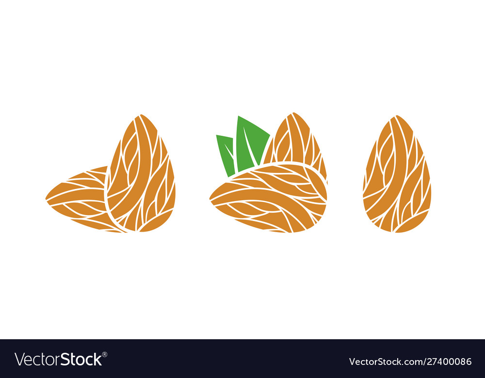 Almond Royalty Free Vector Image Vectorstock