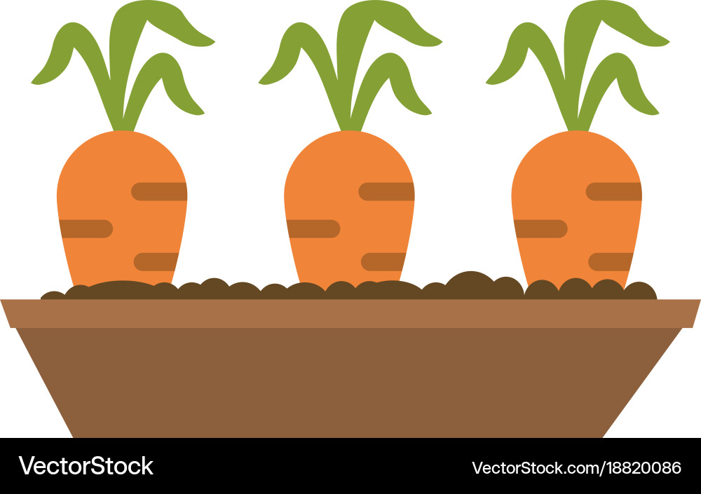 Planting of carrots Royalty Free Vector Image - VectorStock