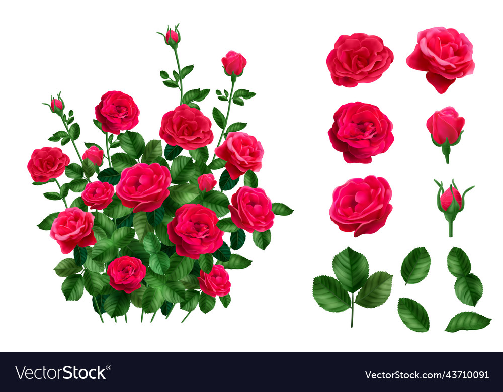 Realistic rose bush collection Royalty Free Vector Image