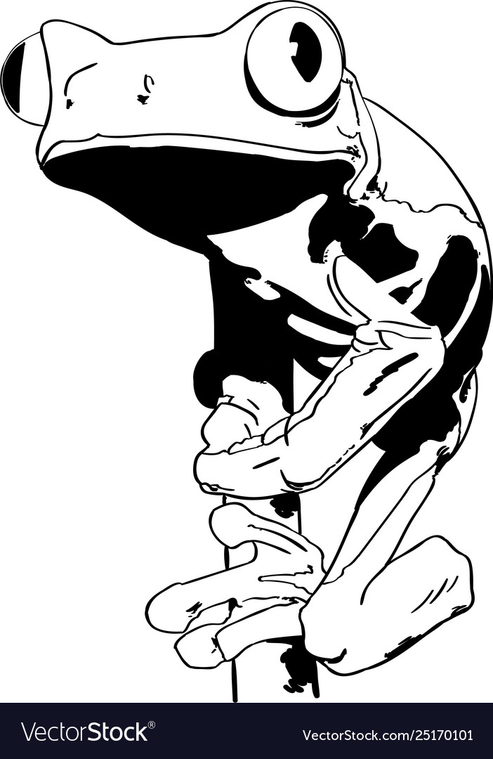 Tree frog Royalty Free Vector Image - VectorStock