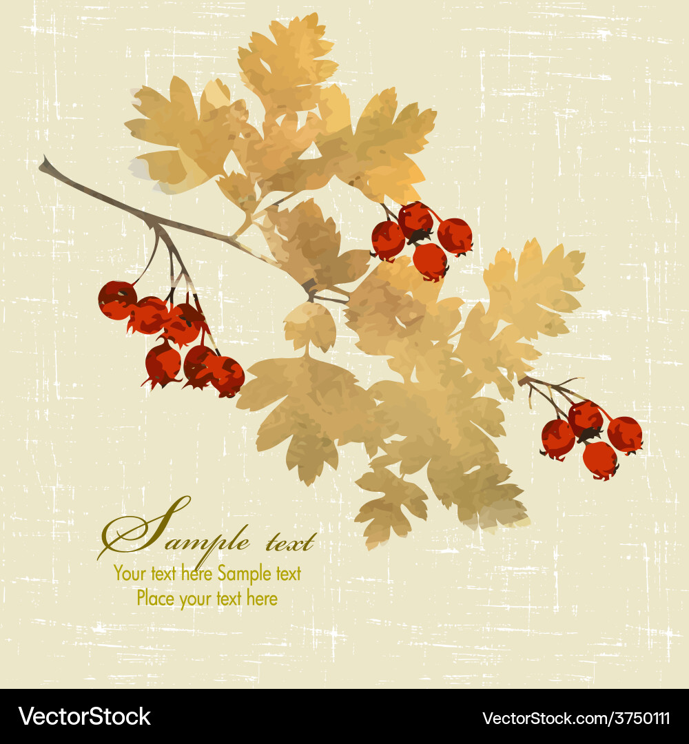 Branch of hawthorn Royalty Free Vector Image - VectorStock