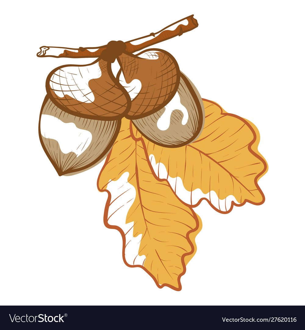 Acorn icon autumn plant a natural forest Vector Image Acorn icon autumn plant a natural forest Vector Image