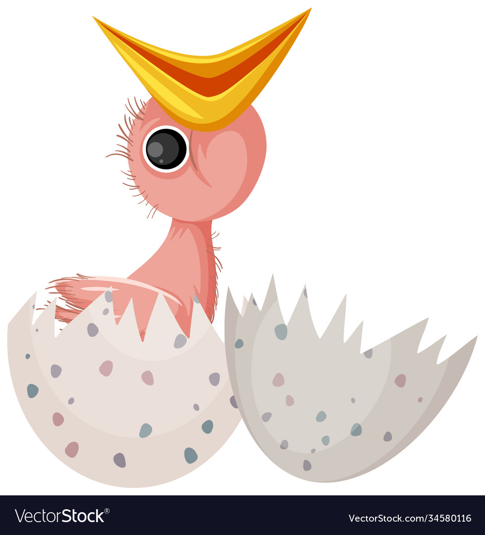Chick hatching egg isolated Royalty Free Vector Image
