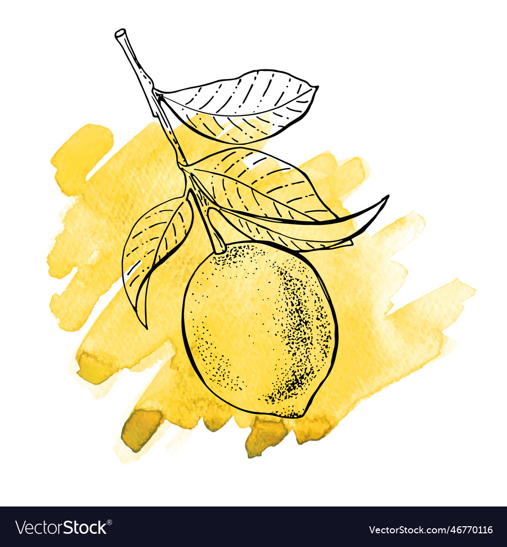 Lemons hand-drawn sketch of lemon Royalty Free Vector Image
