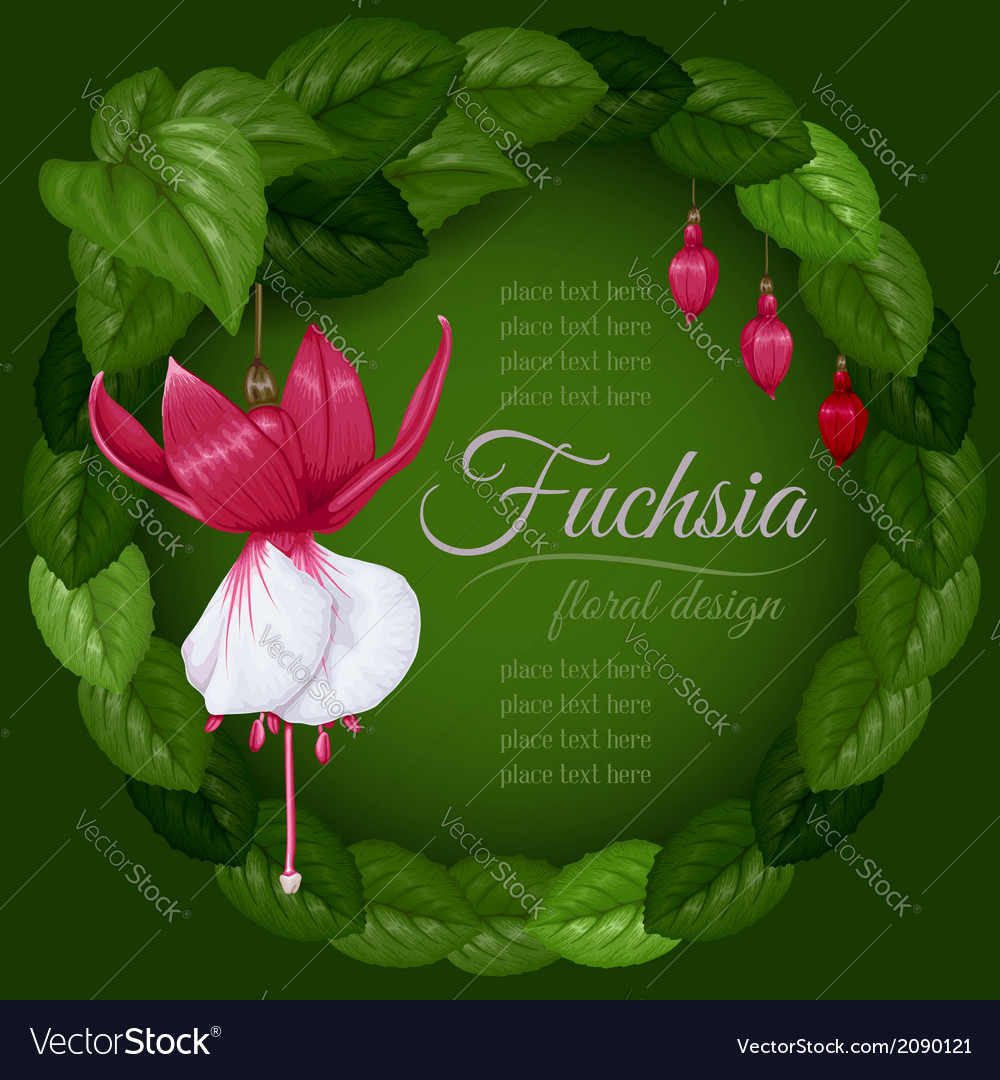 Fuchsia Royalty Free Vector Image - VectorStock