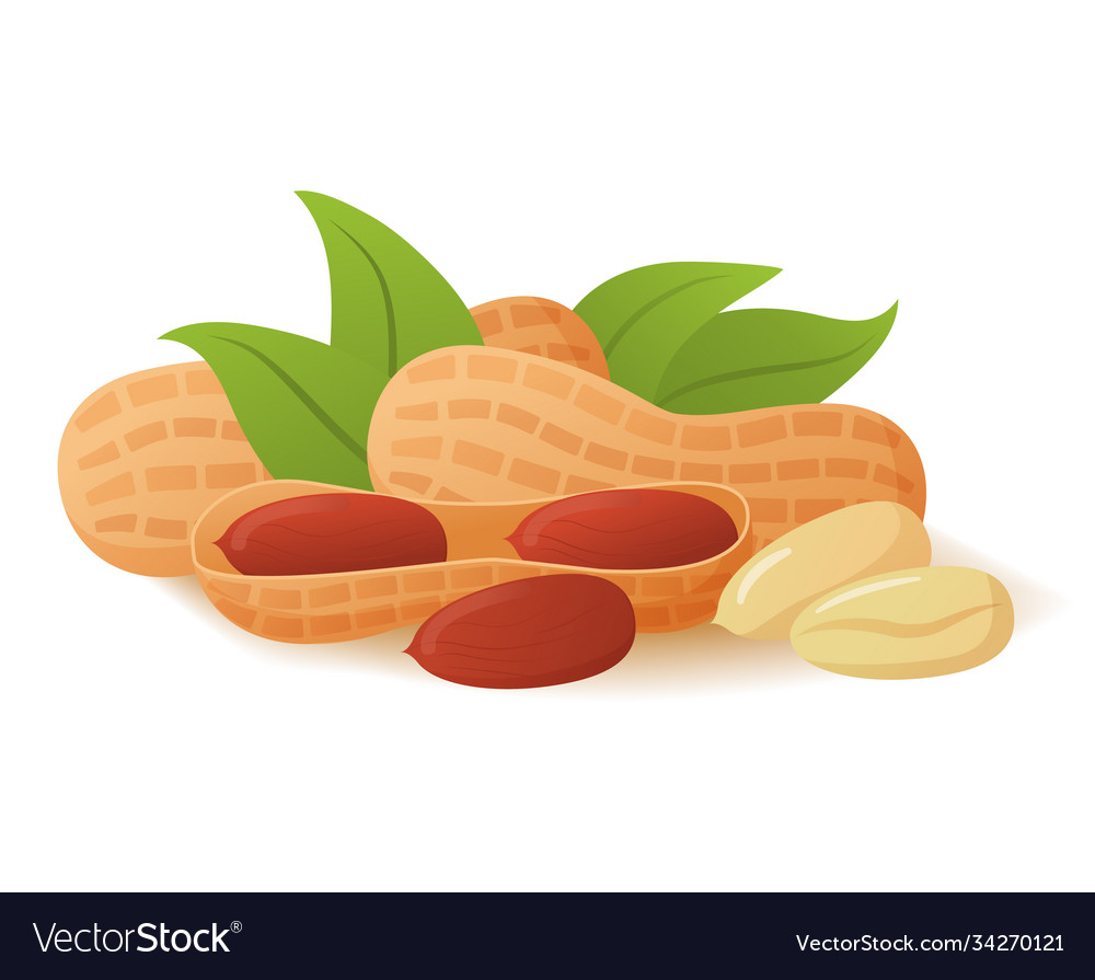 Peanuts in shell realistic Royalty Free Vector Image
