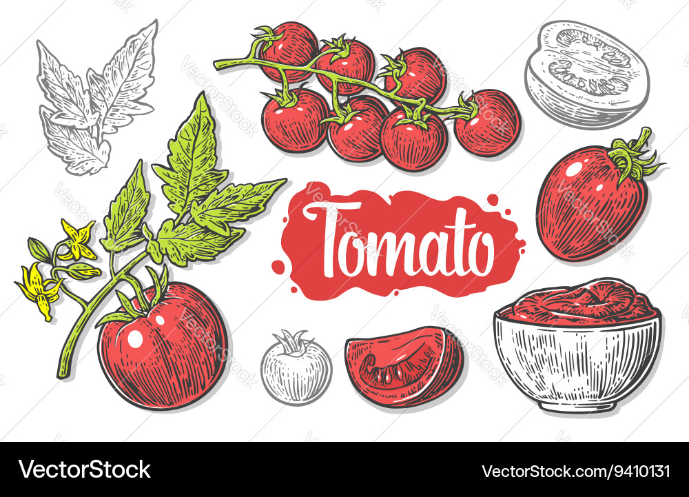 Set of hand drawn tomatoes isolated on white Vector Image