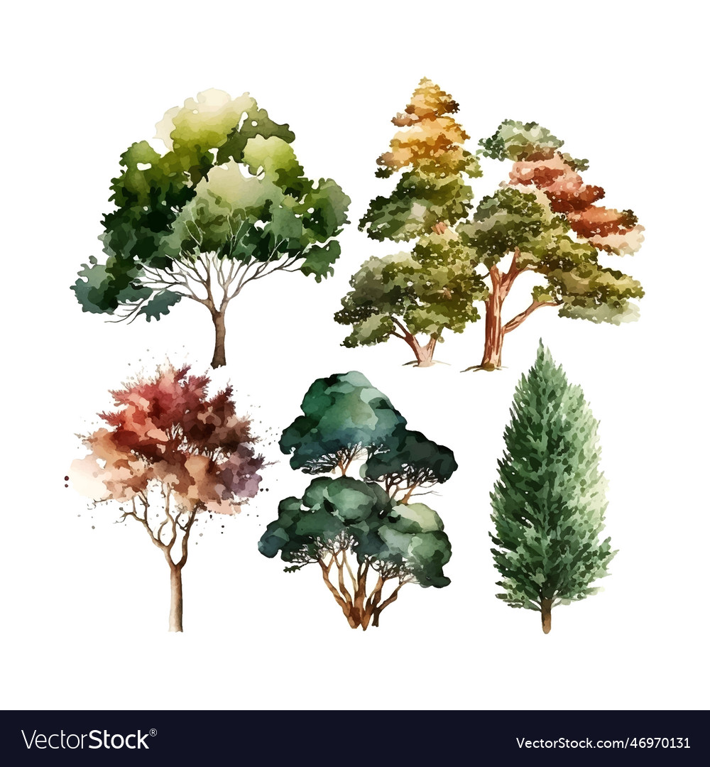 Watercolor tree hand draw nature painting Vector Image