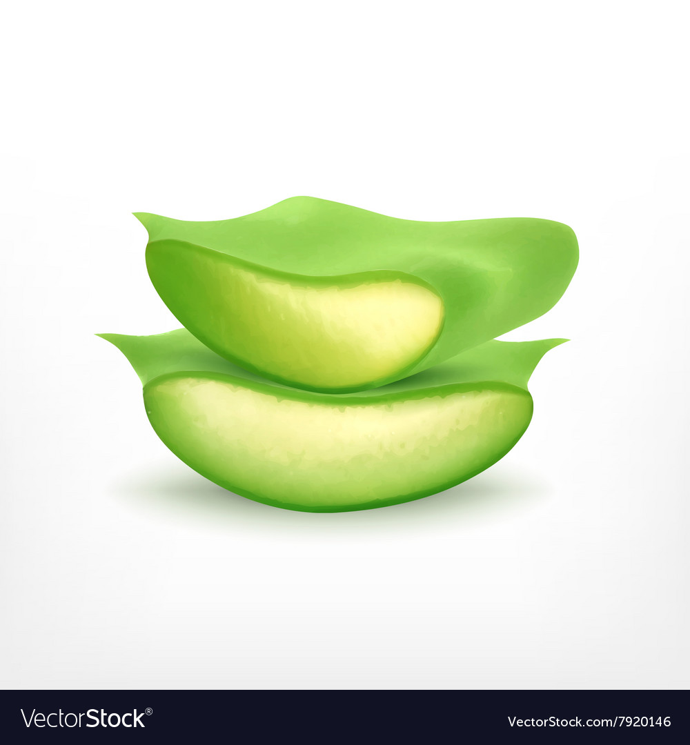 Aloe slice Royalty Free Vector Image - VectorStock