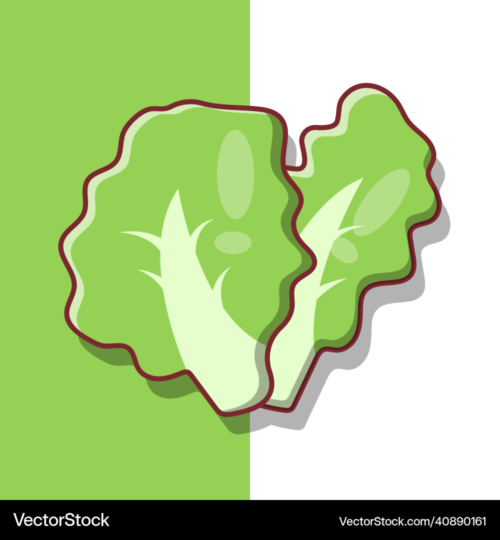 Lettuce slices icon sliced veggies flat cartoon Vector Image