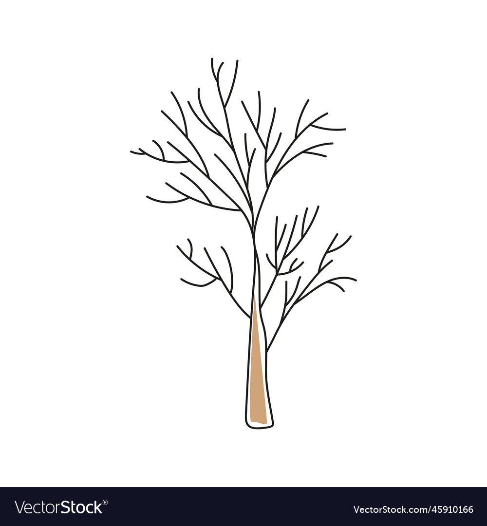 Tree without leaves Royalty Free Vector Image - VectorStock