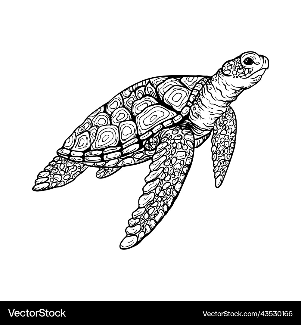 Turtle hand drawn Royalty Free Vector Image - VectorStock