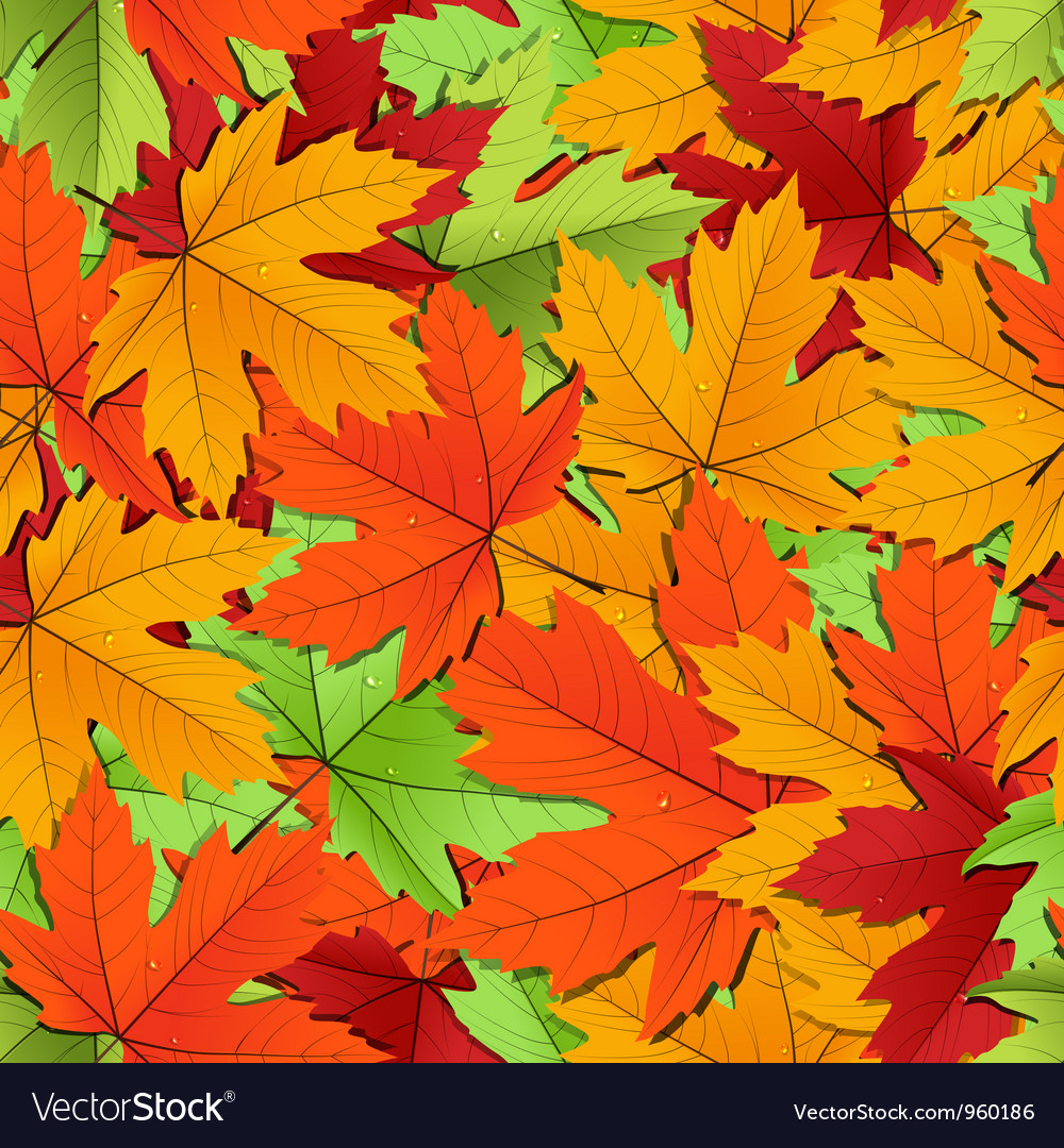 Maple leaves Royalty Free Vector Image - VectorStock