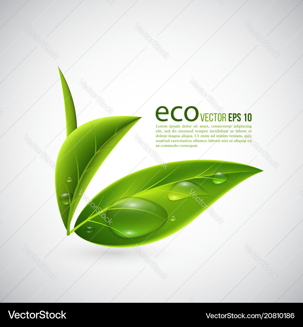 Realistic eco leaves Royalty Free Vector Image