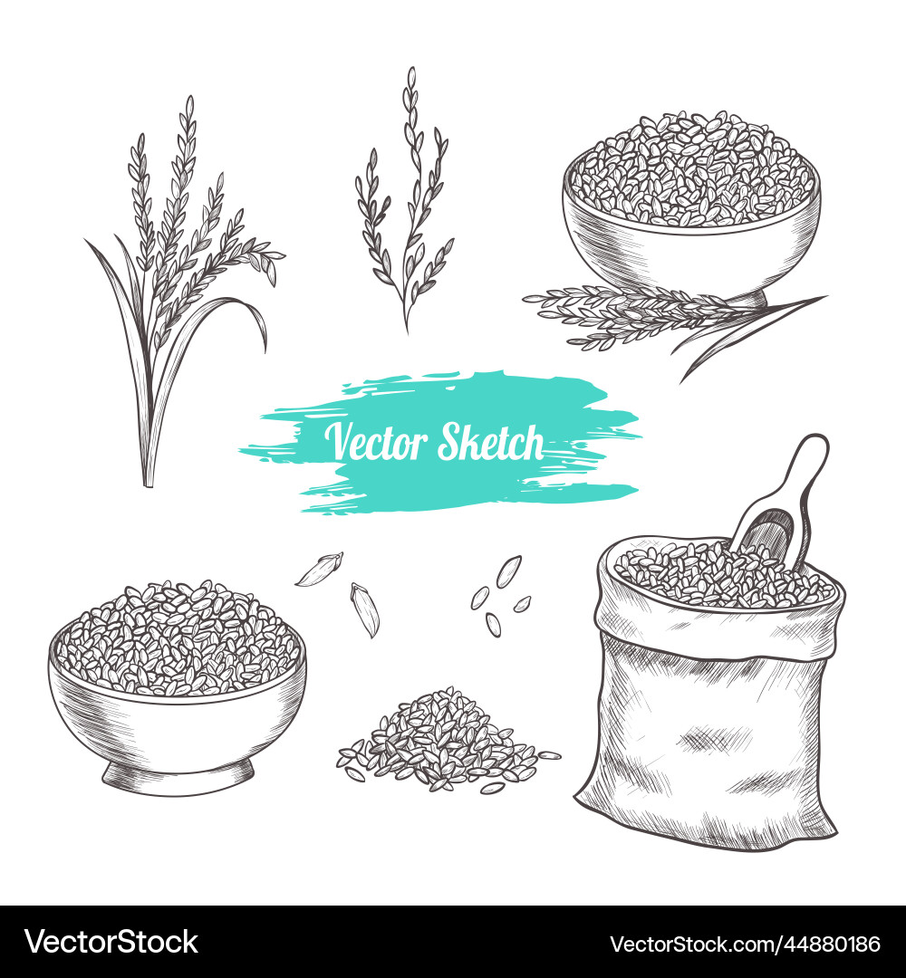 Rice hand drawn sketch Royalty Free Vector Image