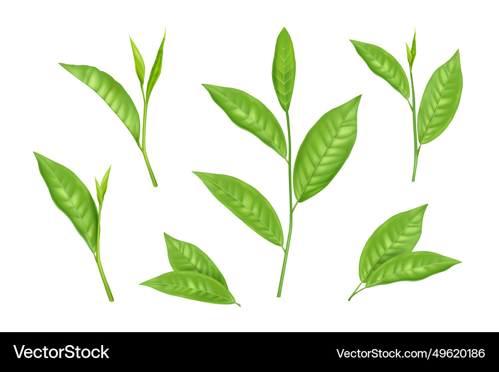 Tea leaf green matcha leaves mint plant bud Vector Image