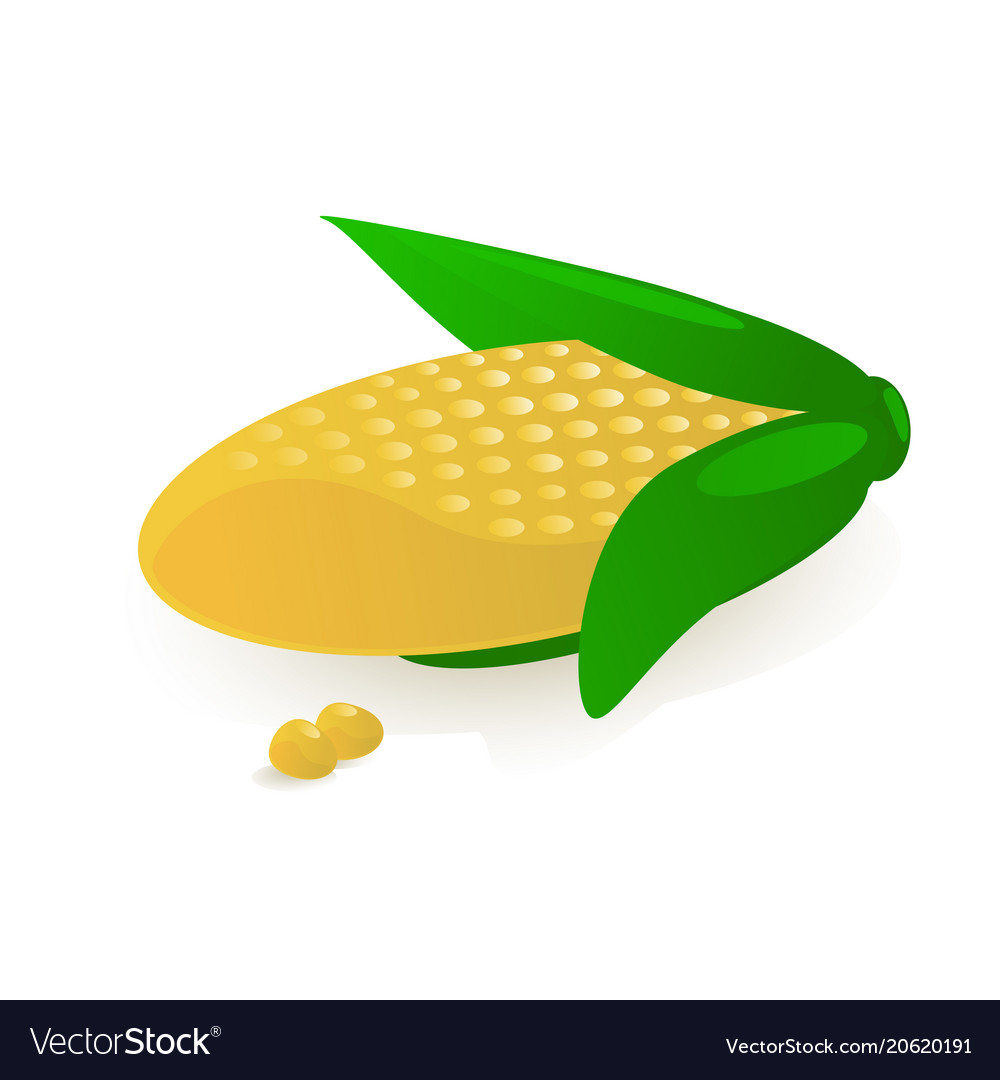 Sweet corn Royalty Free Vector Image - VectorStock