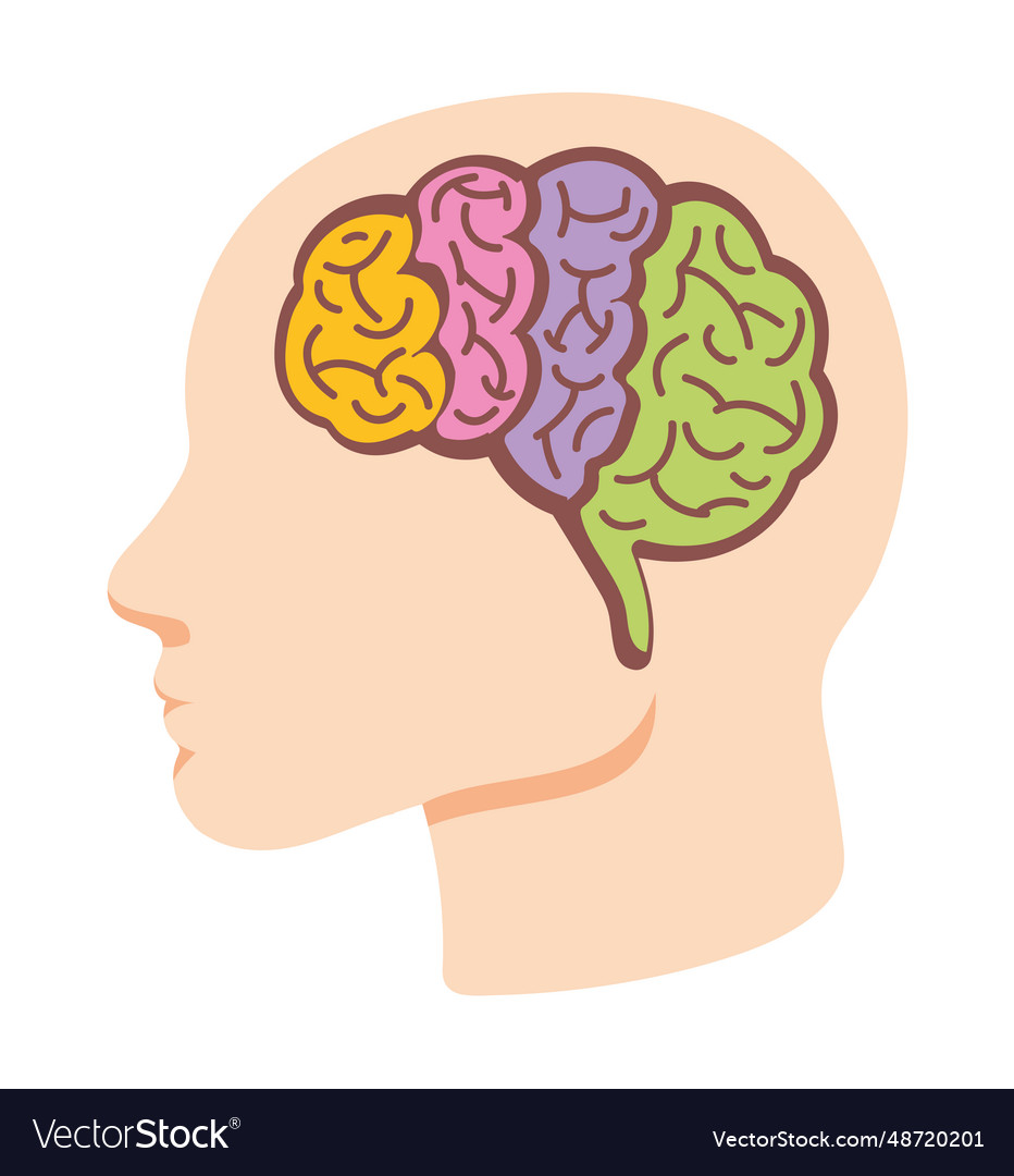Profile brain mind Royalty Free Vector Image - VectorStock