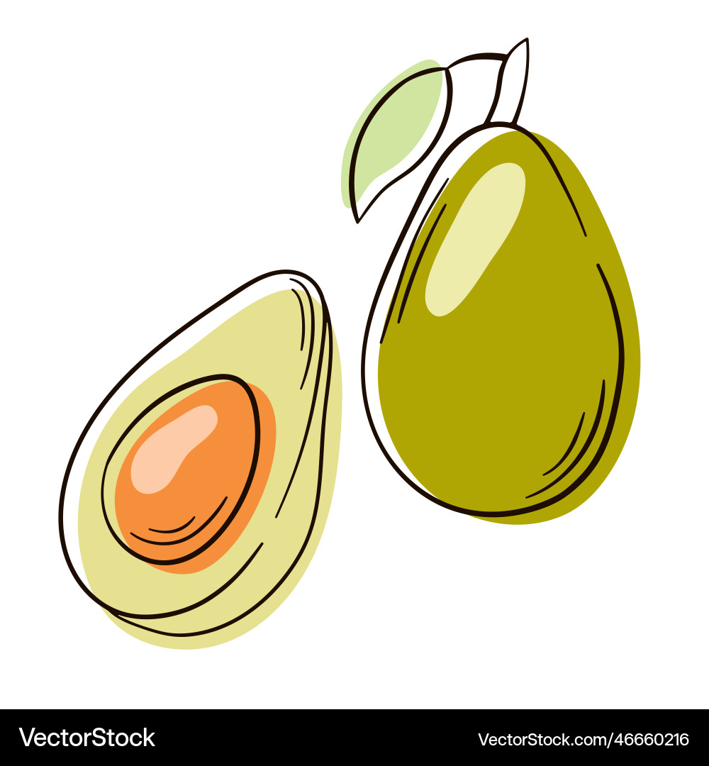 Whole and cut in half avocado with pit avocado Vector Image