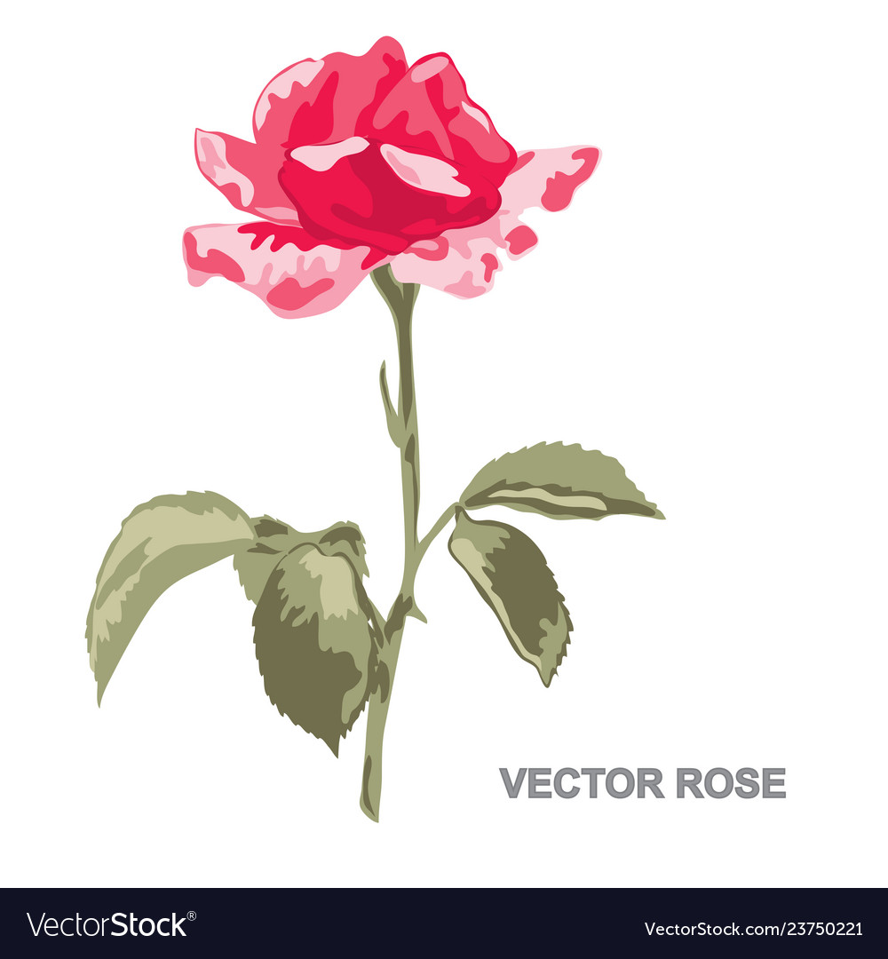 Hand drawn rose Royalty Free Vector Image - VectorStock