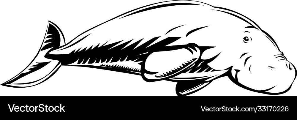 Dugong medium-sized marine mammal swimming side Vector Image