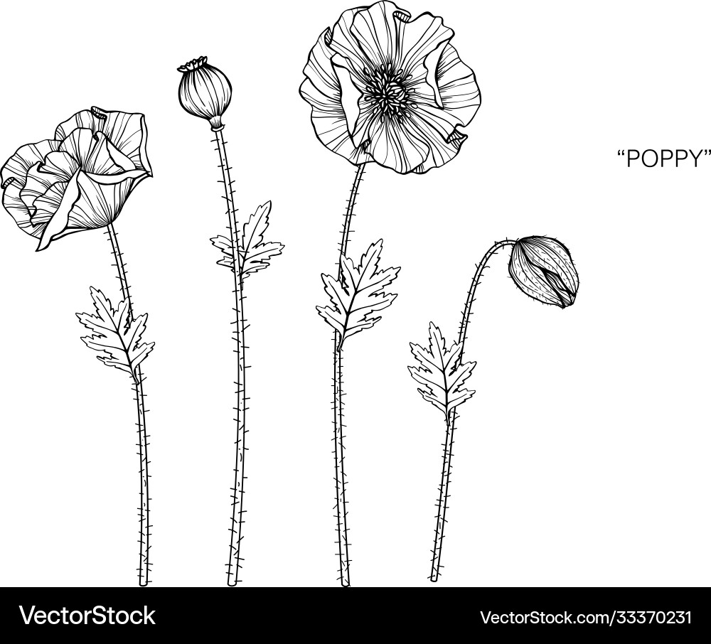 Poppy flower and leaf hand drawn botanical Vector Image