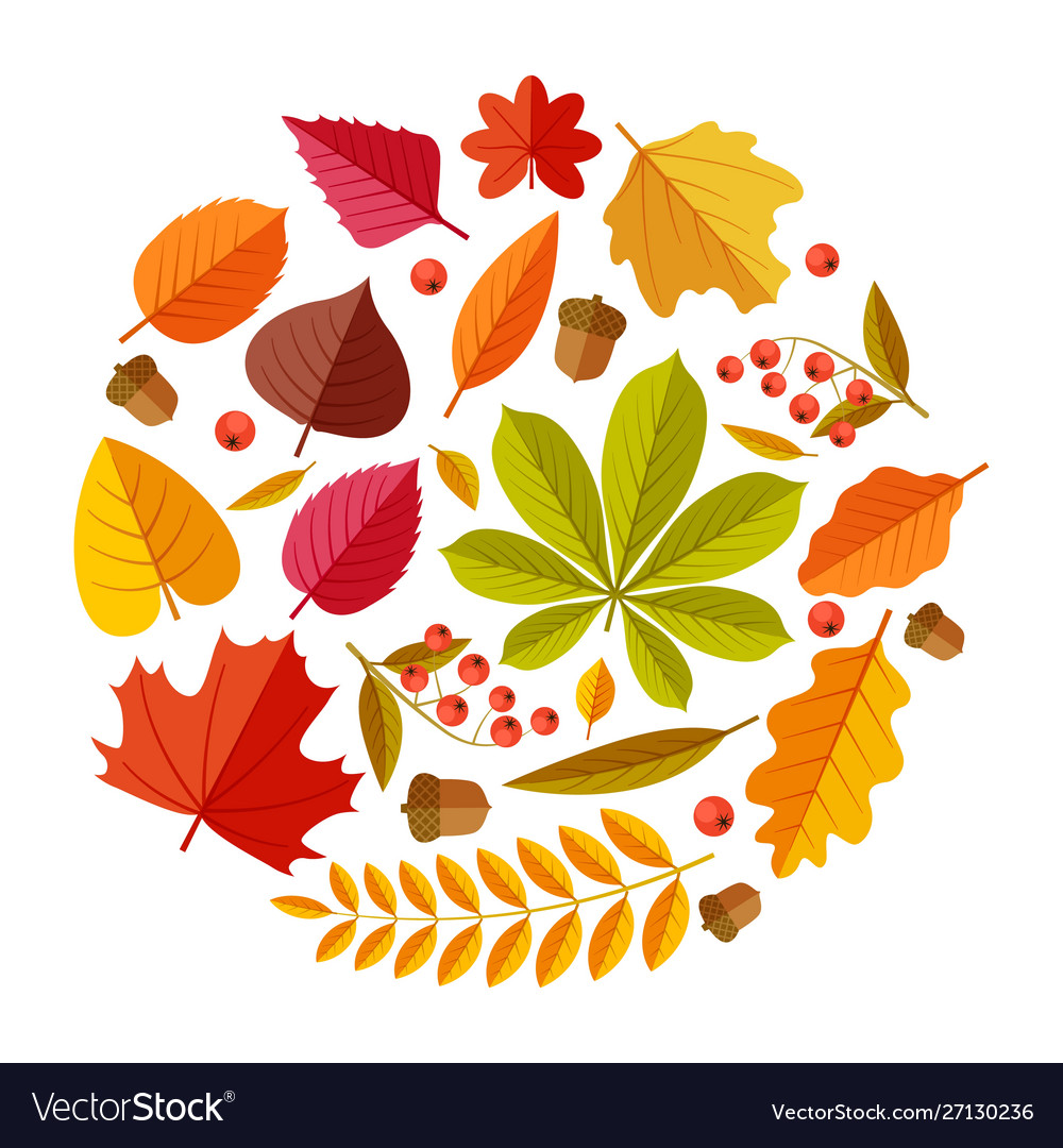 Flat autumn leaves colorful fall park leaf maple Vector Image