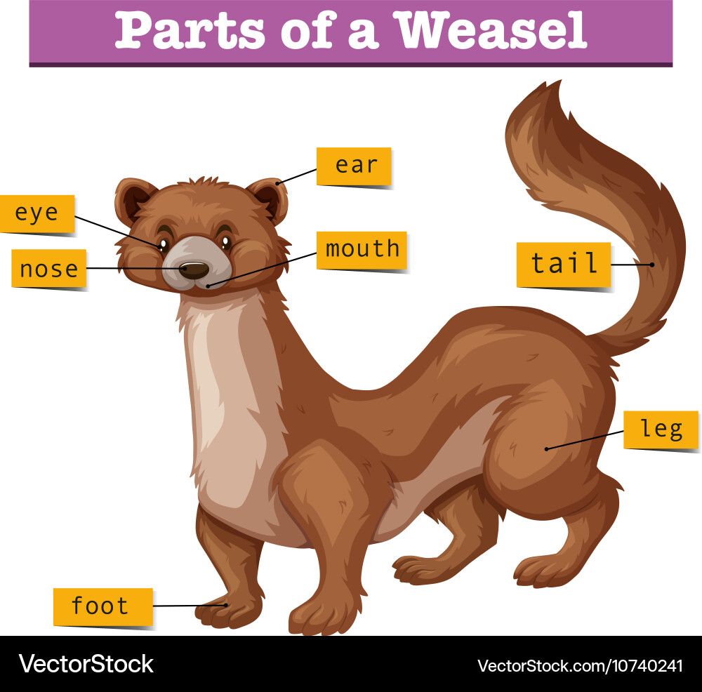 Different parts of weasel Royalty Free Vector Image