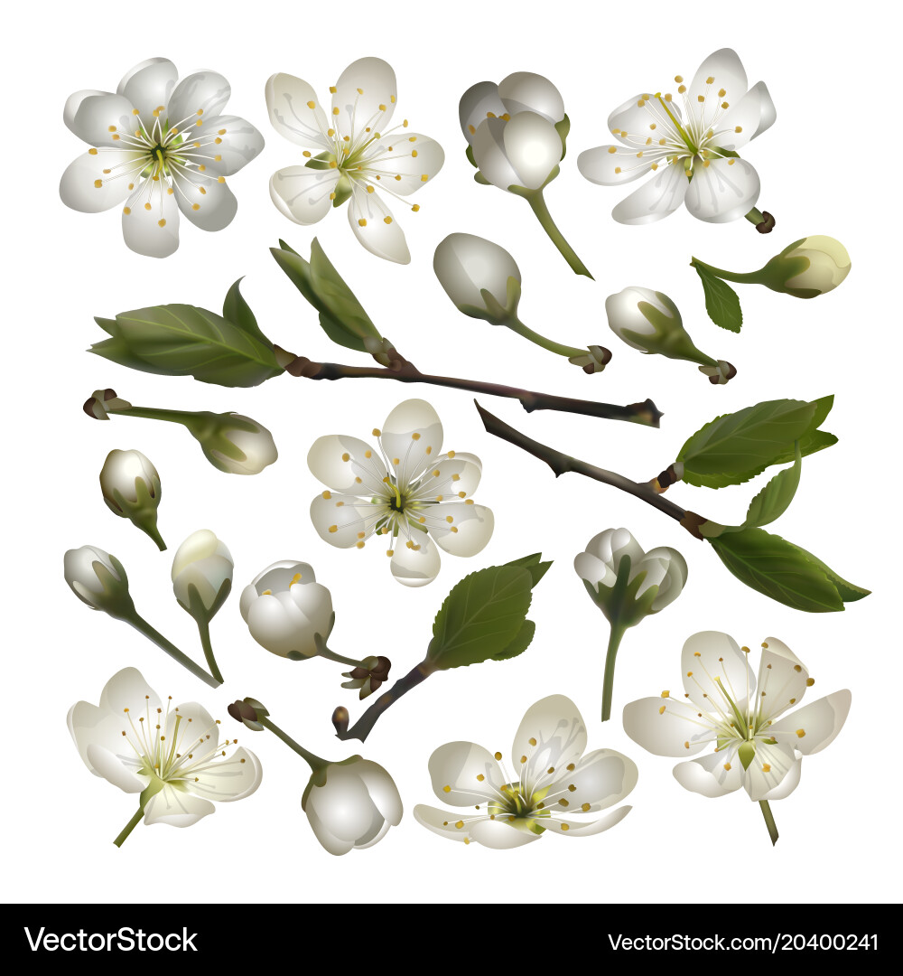 Set of blossoming cherry white flowers Royalty Free Vector