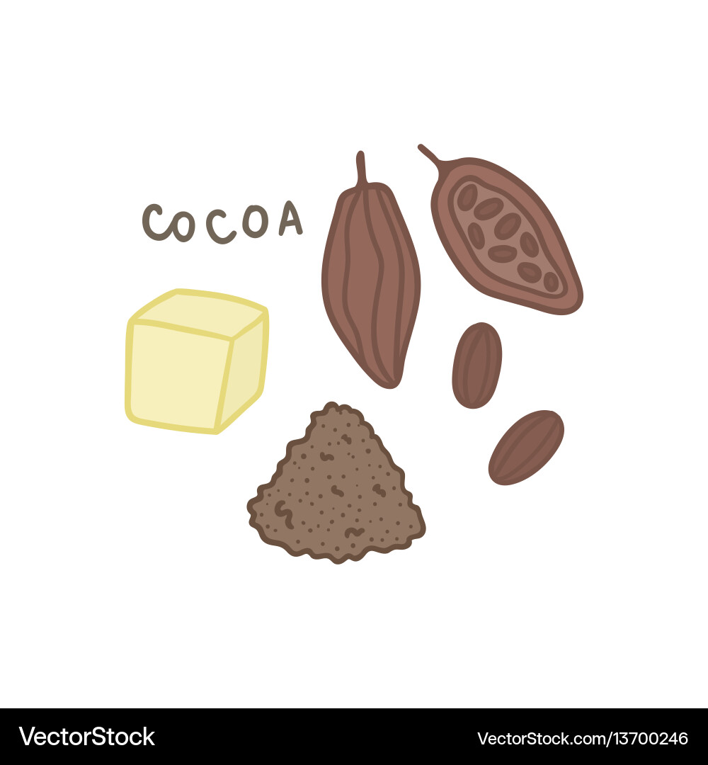 Cocoa superfood isolated on white Royalty Free Vector Image