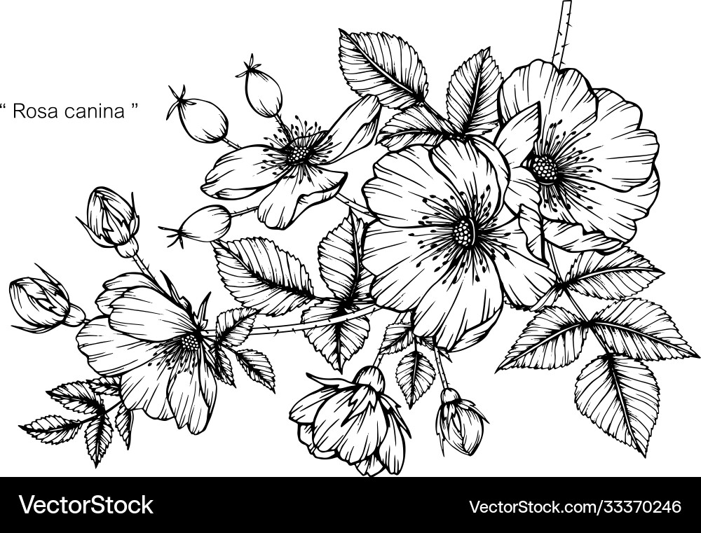 Dog rose flower and leaf hand drawn botanical Vector Image