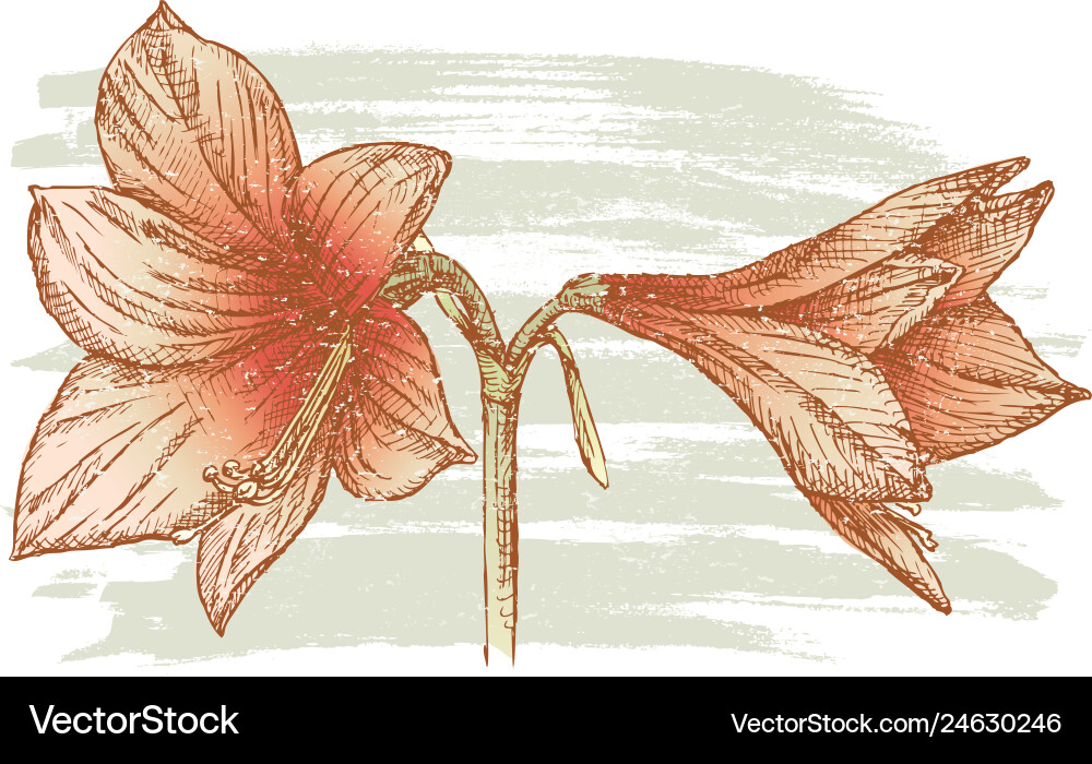 Hand drawing of red amaryllis Royalty Free Vector Image